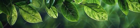 Premium Photo Photo Of Green Plant Leaf Frame Background