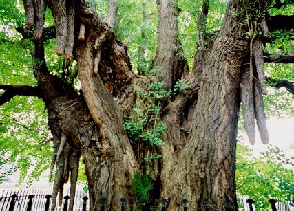 善福寺のイチョウ 巨樹樹の国日本