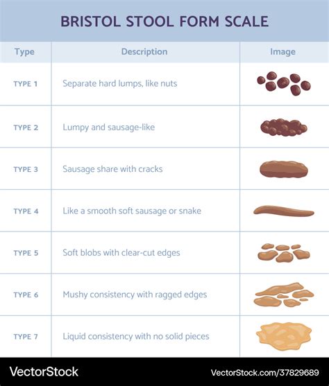 Bristol Stool Form Scale Royalty Free Vector Image