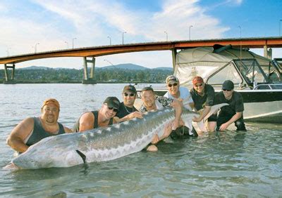 Guinness Book The Biggest Fish Sturgeon In The World