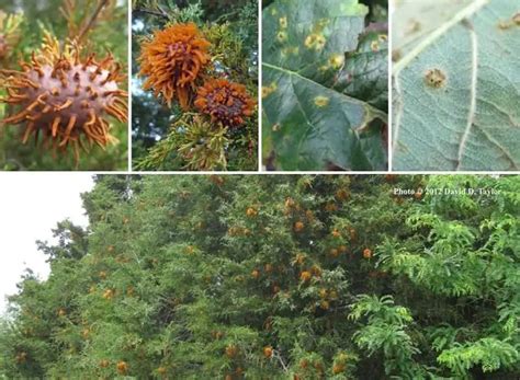 Cedar Apple Rust A Comprehensive Overview Agent Crop Knowledge Farm