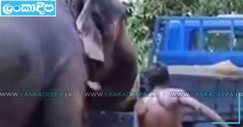 කුමාරි ඇතින්නියට හිංසා කළැයි ඇත් ගොව්වා අත්අඩංගුවට Lankadeepa Online