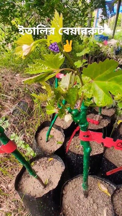 আলহামদুলিল্লাহ ইতালির আঙ্গুরের বেয়াররুট গুলো সফলভাবে চোখ মেলতে শুরু করেছে ️💜 ইতালি আঙ্গুর