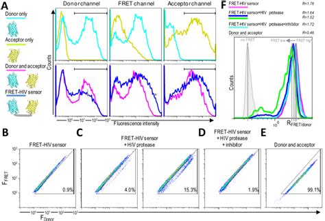 Ratiometric Flow Cytometry In Combination With The Fret Hiv Sensor