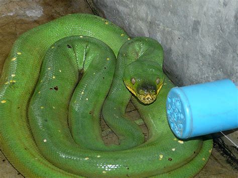 Red Green Tree Python