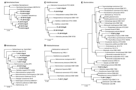 maximum likelihood phylogenetic trees based on shared concatenated