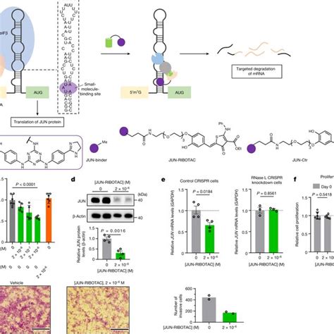 Pdf Programming Inactive Rna Binding Small Molecules Into Bioactive Degraders