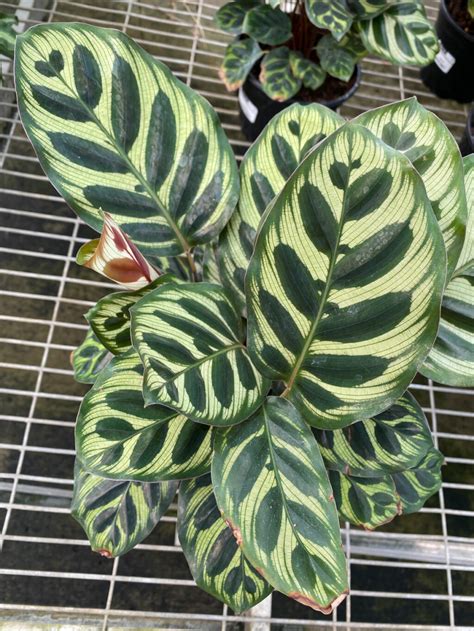 39 Stunning Calathea Varieties To Take Your Breath Away