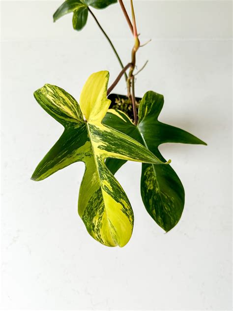 Philodendron Florida Beauty Verdant Plant House