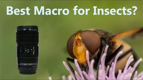 The Best Lens For Insect Macro Photography Om Systems 90mm 2x Macro