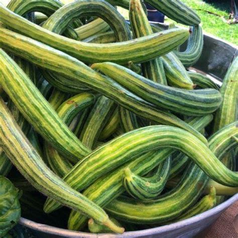 100 Armenian Yard Long Cucumber Seeds Seed World