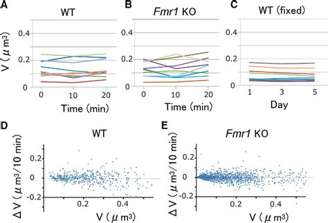 In Vivo Volume Dynamics Of Dendritic Spines In The Neocortex Of Wild Type And Fmr1 Ko Mice Eneuro