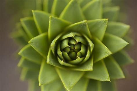 Ks3 90 Mins Art Structures And Natural Forms