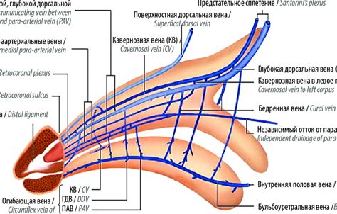 The System Of Venous Outflow From The Penis Scheme 4 Download Scientific Diagram
