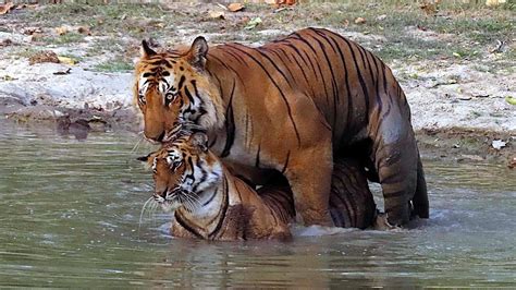 Tigers Mating Ritual In The Water Recorded For The First Time At Jim