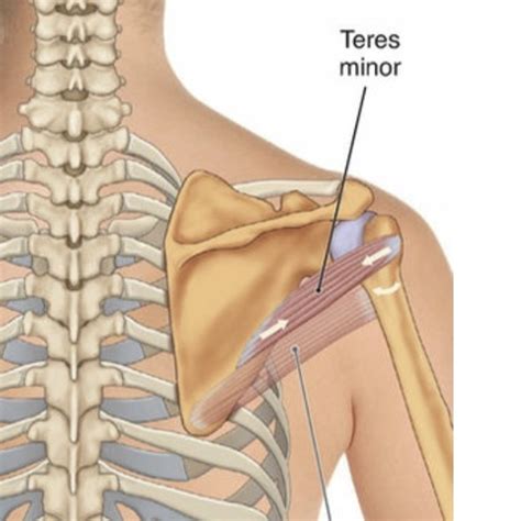 Teres Minor