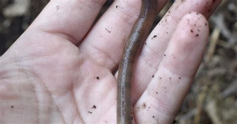 Invasive Jumping Worm Worries Gardeners Nationwide The Horn News