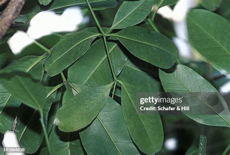 Jaborandi Pilocarpus Pennatifolius Source Of Pilocarpine A Glaucoma