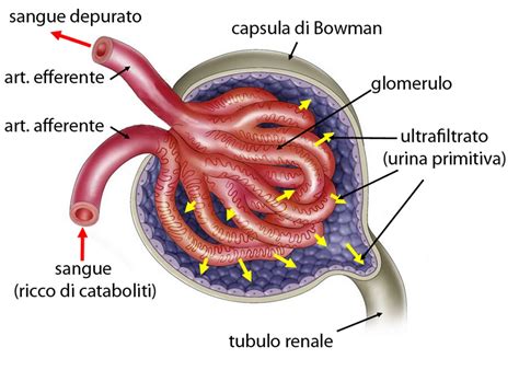 Saúde E A Química Da Célula Humana Glomérulo Importância Na Vida Humana