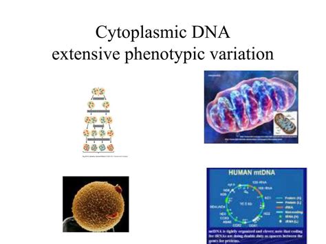 Ppt Ch 5 Gene Interactions Powerpoint Presentation Free Download