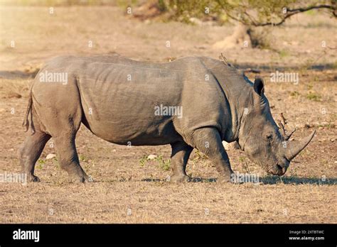 Rhino Ecosystem Or Protected In Nature For Safety Poaching Prevention