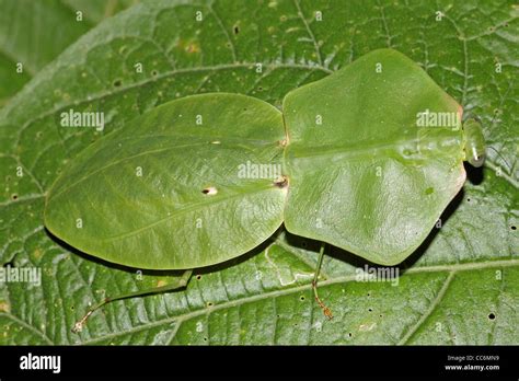 A Shield Mantis Hood Mantis Or Hooded Mantis Or Leaf Mantis Or