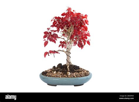 Chinese Privet Bonsai In Autumn Colors Isolation Over White Background