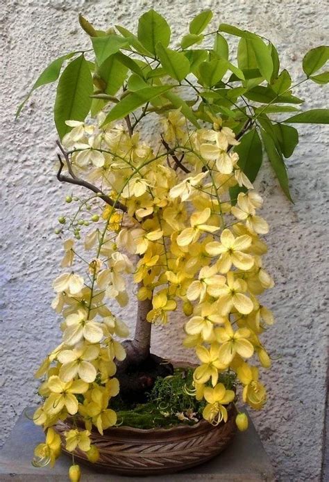 Bonsai Gold Shower Tree Cassia Fistula 8 Seeds