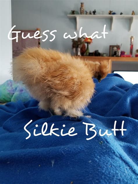 Best Chicken Butt Images On Pholder Chickens Hamsters And Aww