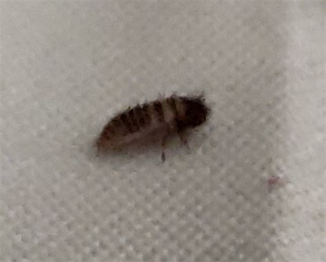 Fluffy Bug Rwhatisthisbug