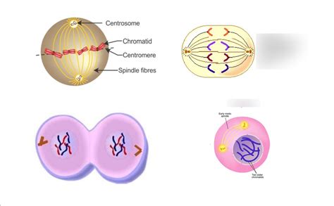 Biology Exam Review Diagram Quizlet