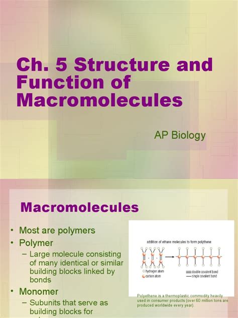 Ap Bio Macromolecules Chapter 5 Review Pdf