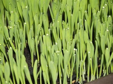 Spring Grass Stock Image Image Of Plant Shoots Dewdrops 13527013