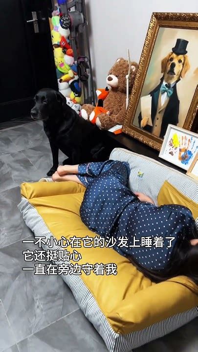 一不小心在它沙发上睡着了 Youtube