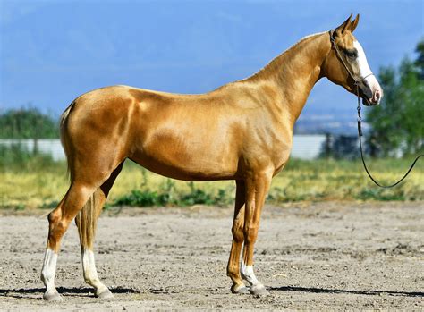 Horse Breed Akhal Teke At Leon Donovan Blog