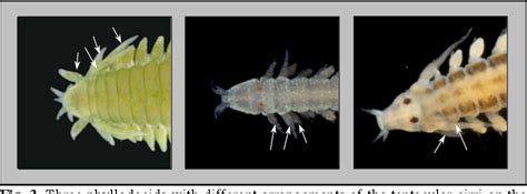 Eteone Sp Cmc09 Semantic Scholar