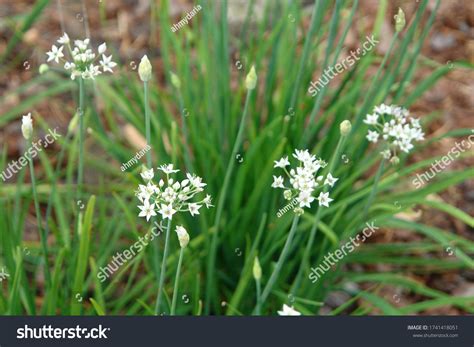 3 White Flowers Allium Tuberosum Rottler Ex Spreng Garlic Chives
