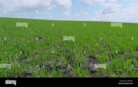 Pan Green Grass Lawn Green Background Of Grass Leaf In Field