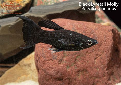 Black Lyretail Molly Imperial Tropicals