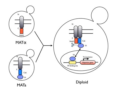 New Perspectives In Predicting Membrane Protein Protein Interactions