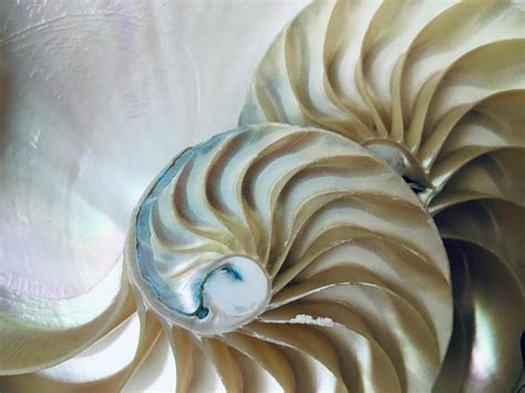 Leonardo Fibonacci Kimdir Fibonacci Dizisi Nedir