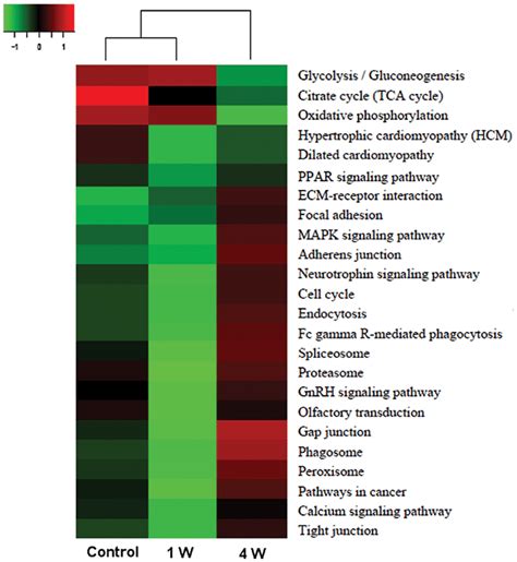 Heatmap Cluster Dendrogram Showing The Relative Expression Level Of Download Scientific