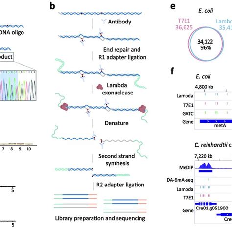 Development Of Endonuclease Facilitated Mm Seq Method For 6ma Mapping Download Scientific
