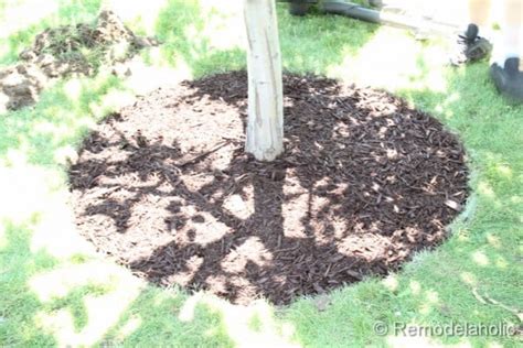 Bark Mulch Weed Control For Around Trees