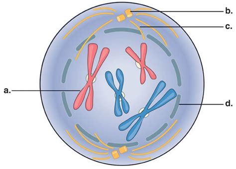 Cell Cycle Mitosis Meiosis Practice Exam Quiz