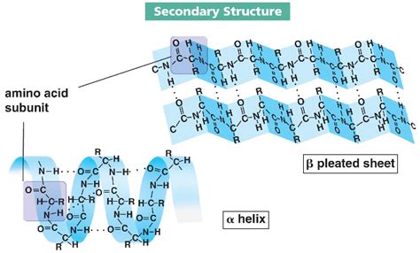 13 Protein Primary Secondary Tertiary And Quaternary Structure Biology Notes For A Level