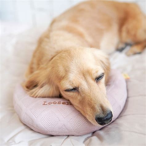 楽天市場スーパーSALE20OFF 猫 ピロー IDOG ICAT ブーメランピロー キルト アイドッグ クッション