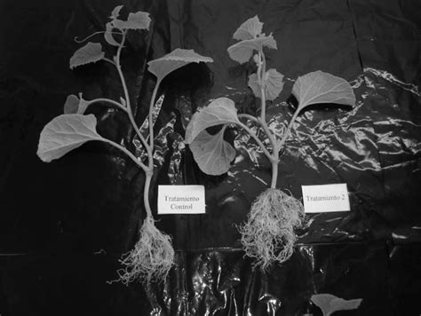 Comparison Between The Plants Without Inoculation Left And With Download Scientific Diagram