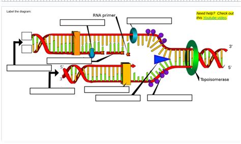 Dna Replication Diagram Quizlet