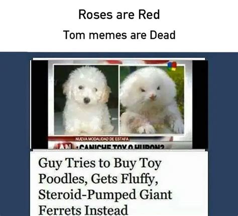 Expectations Vs Reality Scrolller